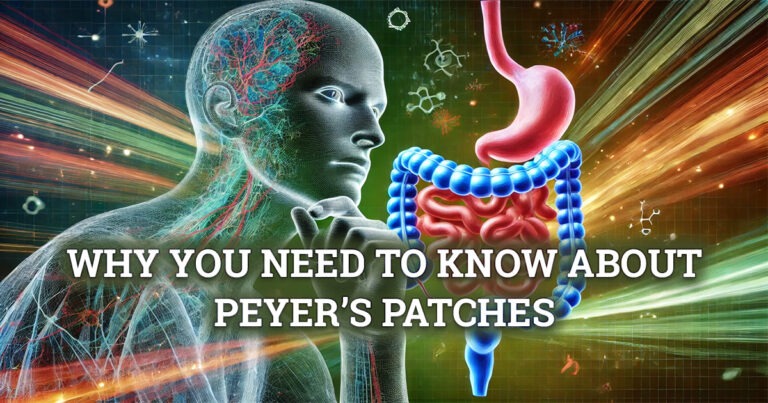 What Are Peyer's Patches and How Do They Protect Your Gut?